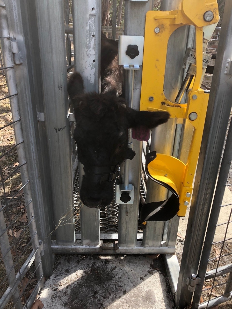 Cattle Crush Calf Head Restraint – Keystone Innovations
